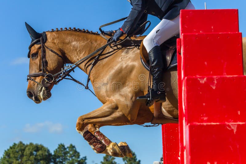 Het Springen Paard Rider Closeup Action Stock Foto - Image of mannetje ...