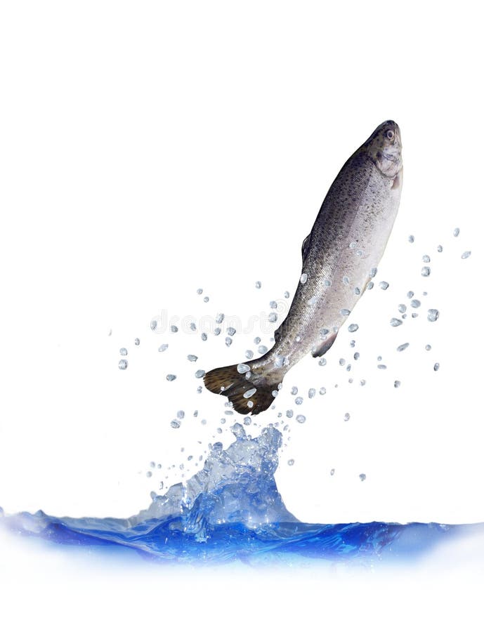 Het Springen Uit Van Waterforel Stock Afbeelding - Image of eten, luxe ...