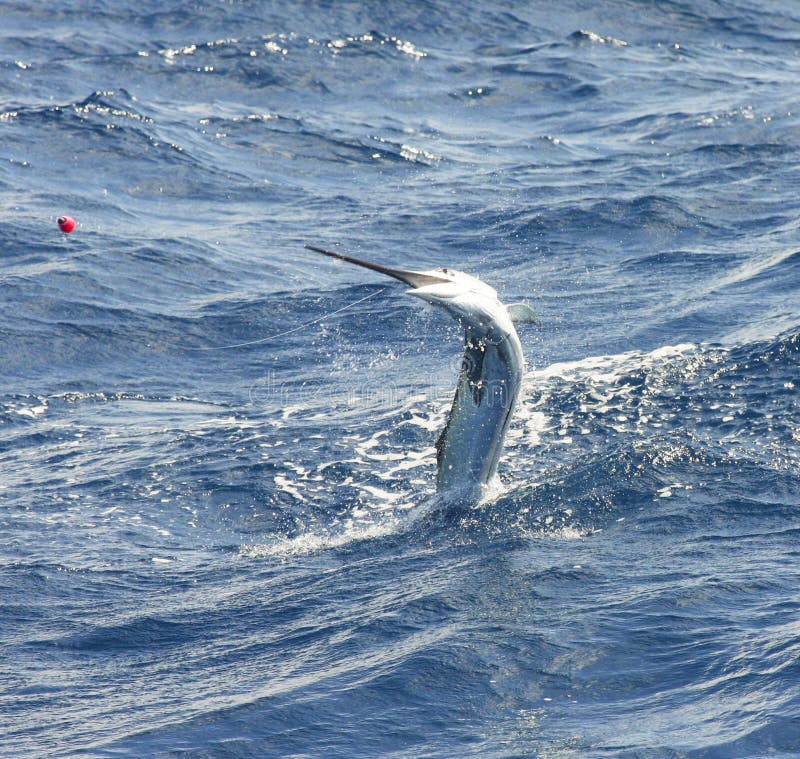 1,664 Zeilvis de Foto's van de Voorraad - de Vrije & Royalty-Vrije Foto ...