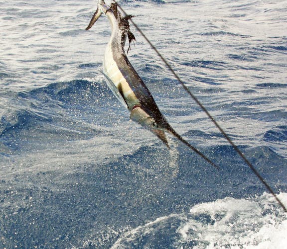 Springende zeilvis stock foto. Image of zeilvis, aantrekkelijkheid ...