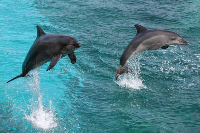 Het Springen van dolfijnen stock afbeelding. Image of schepsel - 12480149