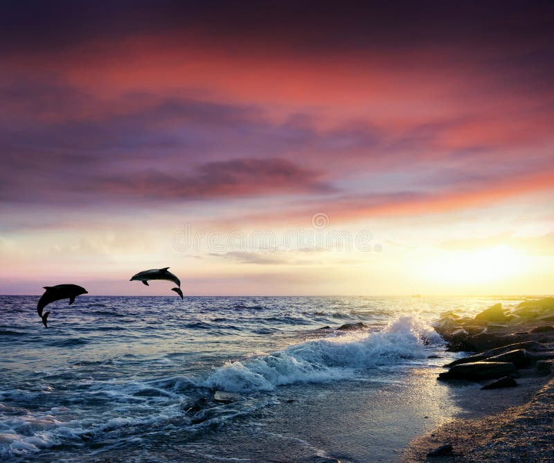 Dolfijnen Springen. Prachtige Dolfijn Springt Uit Glinsterend Water ...