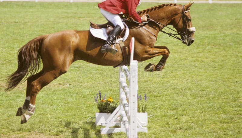 Springrijden stock afbeelding. Image of ontruim, jockey - 2978371