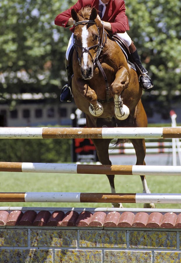 Springrijden stock foto. Image of paard, dier, lente, concurrentie ...