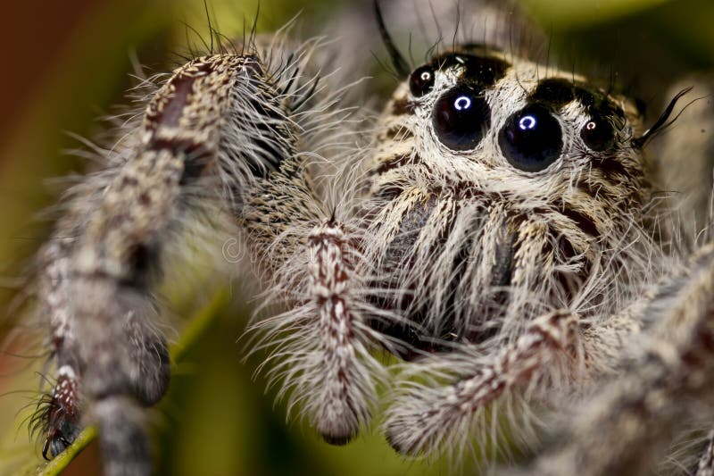 Het Springen Van Spin (Close-up) Stock Afbeelding - Image of klauwen ...