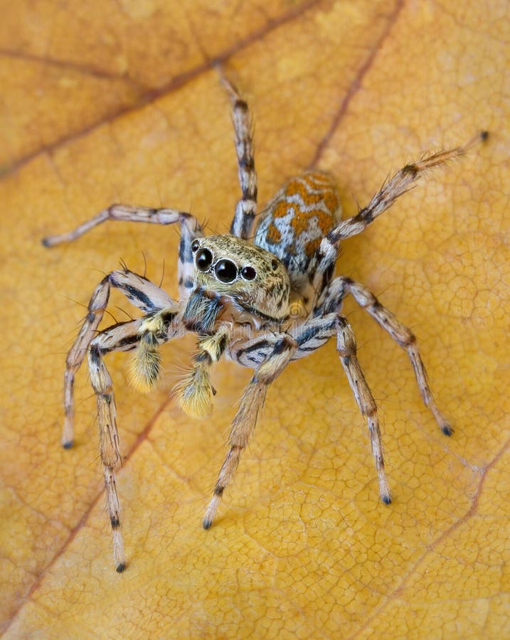 Het Springen Van Spin Op Dalingsblad Stock Foto - Image of harig, spin ...