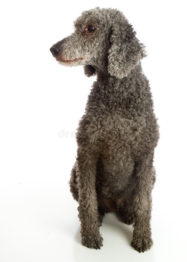 Standaardpoedelpuppy stock foto. Image of gehoorzaamheid - 36563478