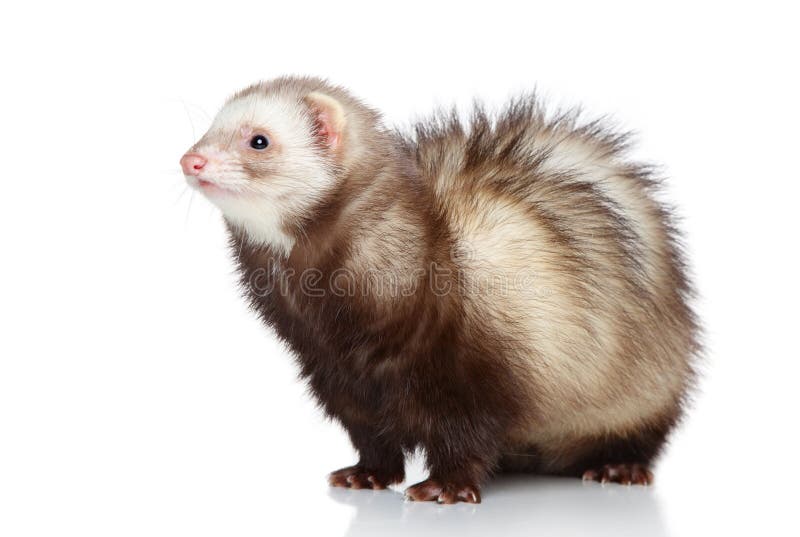 Bruin Fret Op Witte Achtergrond Stock Afbeelding - Image of studio ...