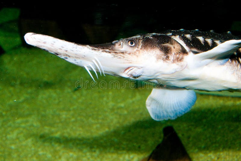 Portret Van Een Stersturjon Stock Foto - Image of zoetwater, steur ...
