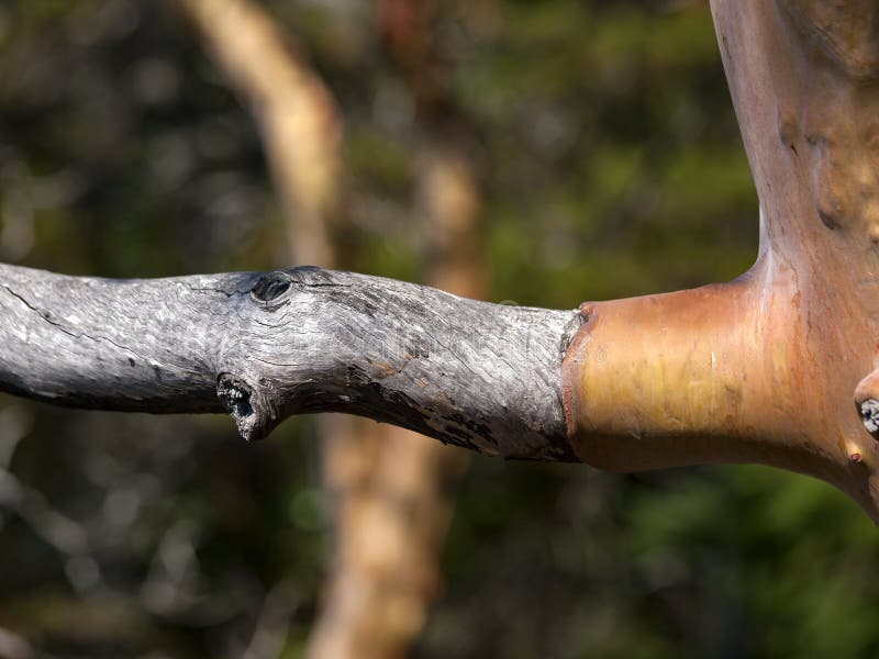 Vreedzame Boom Madrona (Arbutus) Stock Afbeelding - Image of schil ...