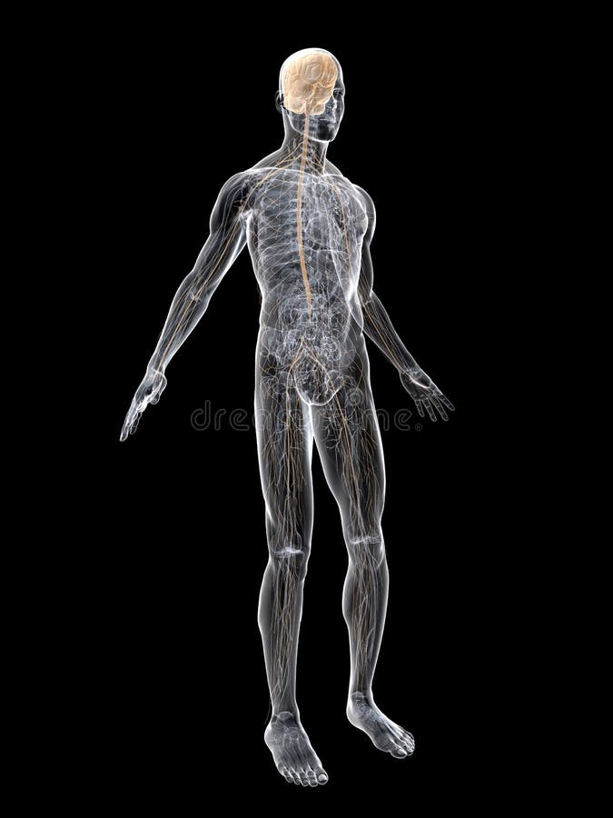 Het systeem van de zenuw stock illustratie. Illustration of organen ...