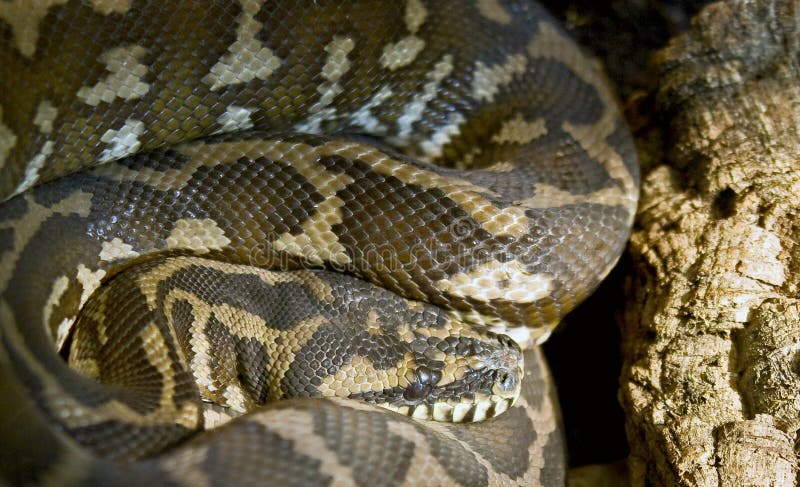 De python van het bloed stock afbeelding. Image of python - 5759307