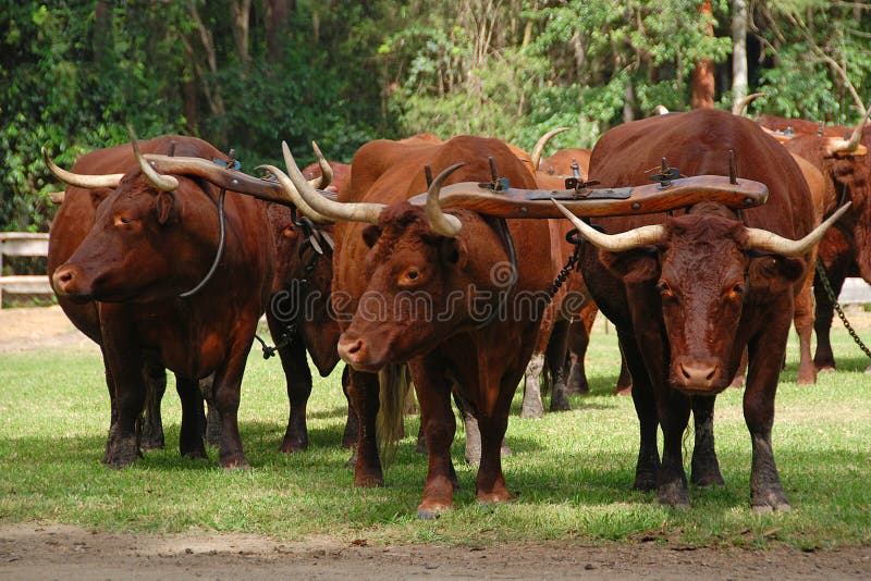 Het Juk van de os adn stock afbeelding. Image of groepswerk - 3157543
