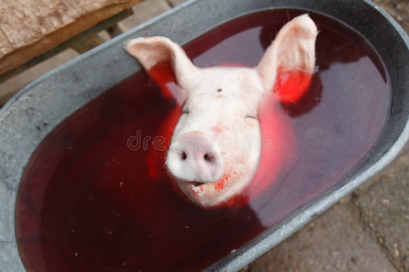 Het Traditionele Varken Slachten Van Een Varken Stock Afbeelding ...