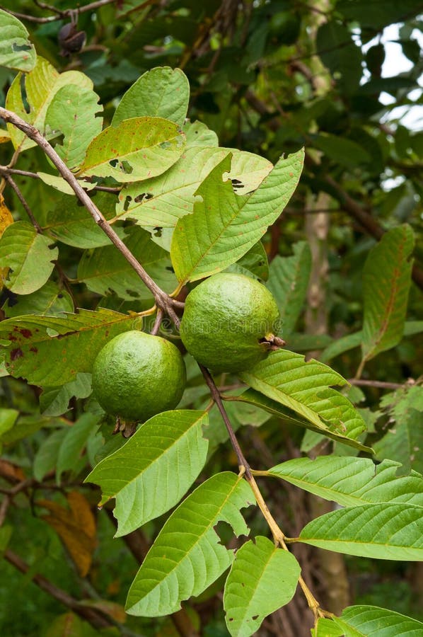 Het Tropische Fruit Van De Guave Op De Boom Stock Afbeelding - Image of ...