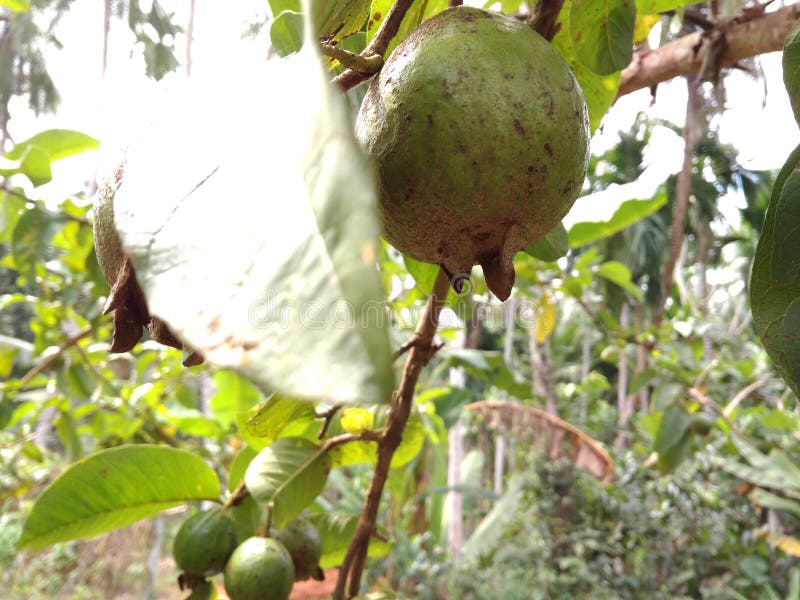 Het Tropische Fruit Van Guave/a Op Boom Stock Afbeelding - Image of ...
