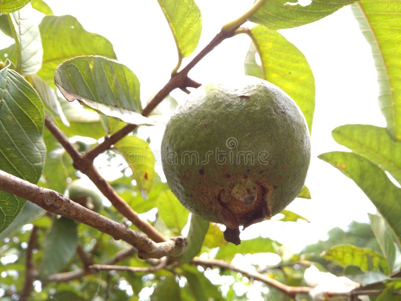 Het Tropische Fruit Van Guave/a Op Boom Stock Afbeelding - Image of ...