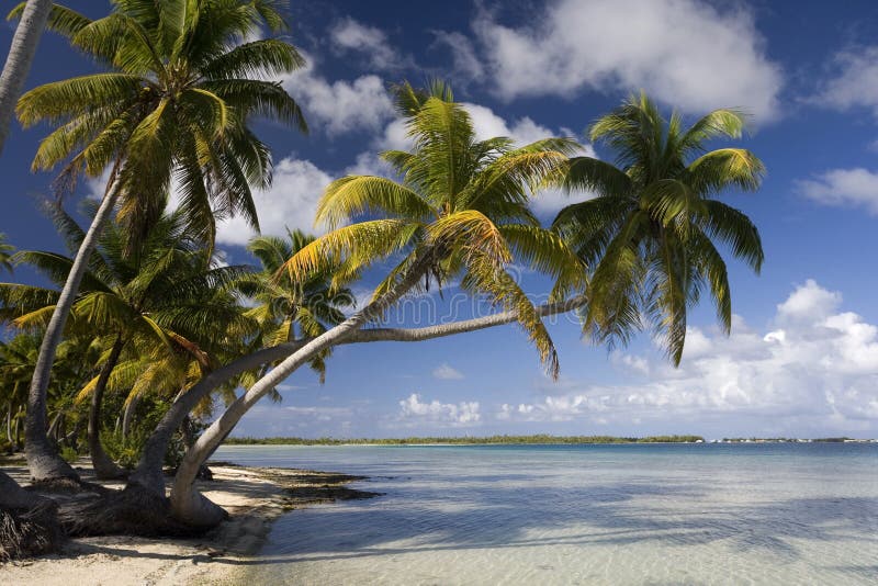 Het Tropische Paradijs Van Het Eiland - De Cook Eilanden Stock Foto ...