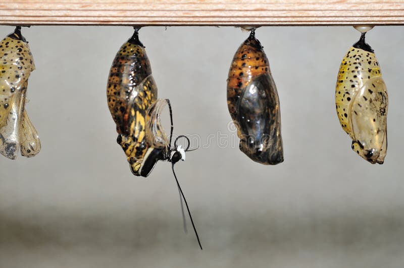 Het Uitbroeden Van Vlinder Van Cocon Stock Afbeelding - Image of ...