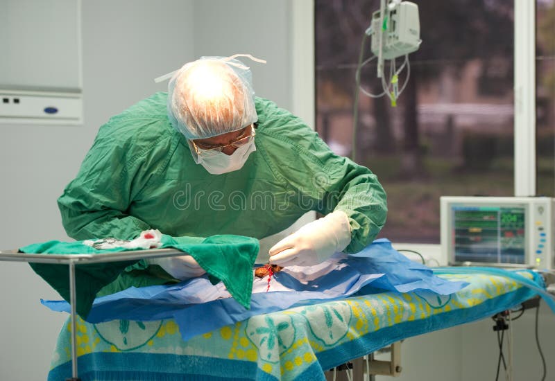 Een Operatie Uitvoeren Aan Een Kat Stock Foto - Image of groen ...