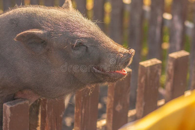 Het Varken Glimlacht Donker Varken Met Roze Stock Afbeelding - Image of ...