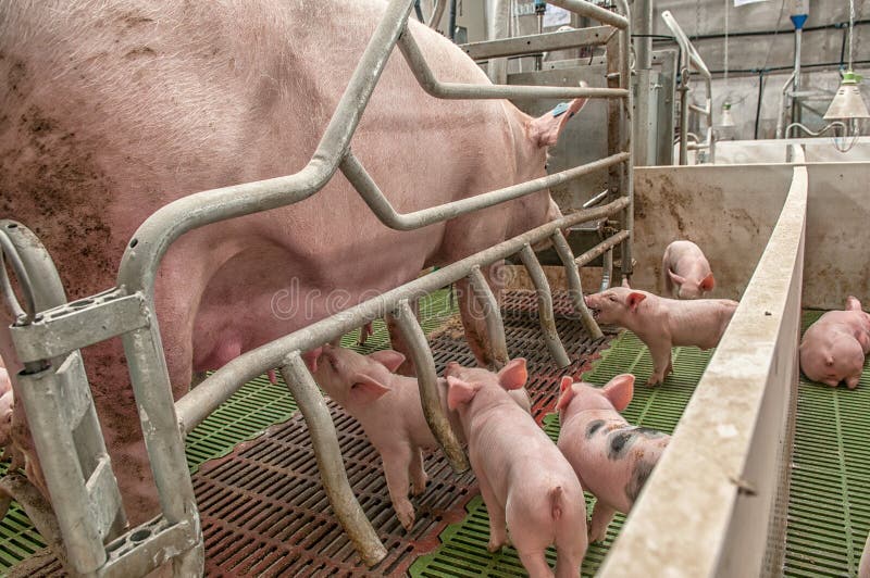 Het Varken Van De Baby in Een Varkensstal Stock Foto - Image of ...