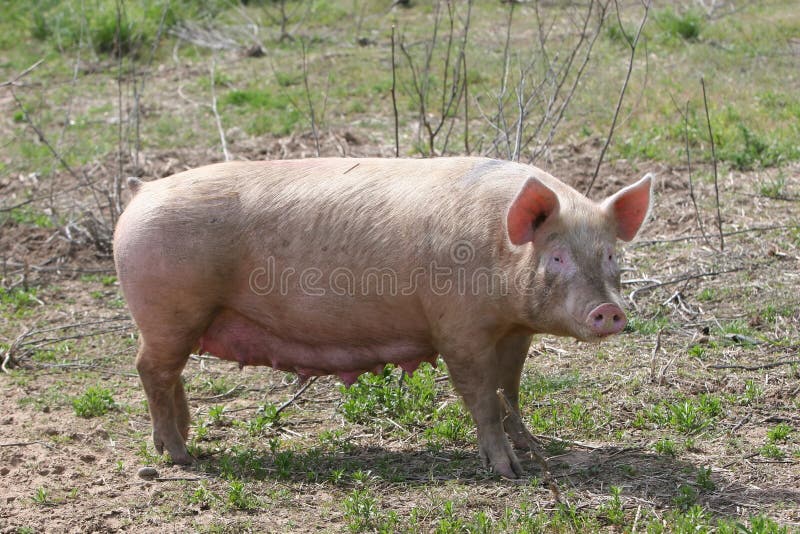 Het varken van de moeder stock afbeelding. Image of varkens - 766771