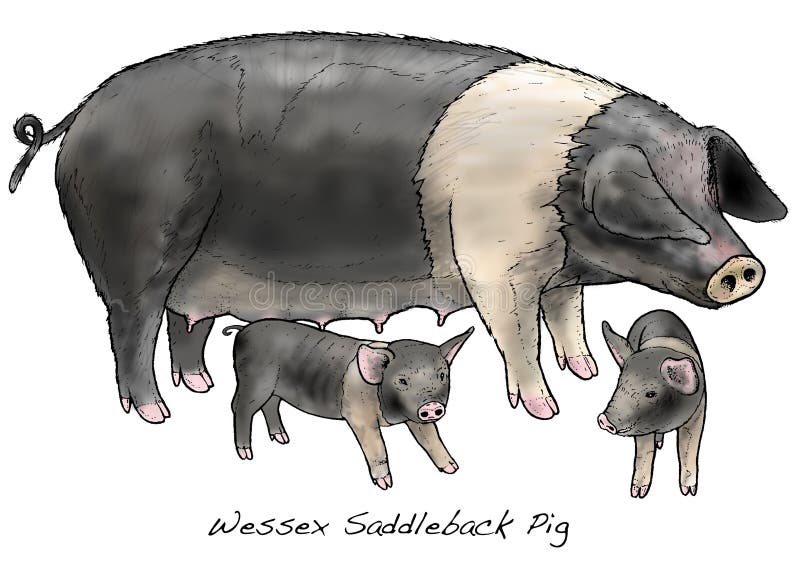 British Saddleback Pig Breed Cartoon Retro Drawing Stock Illustratie ...