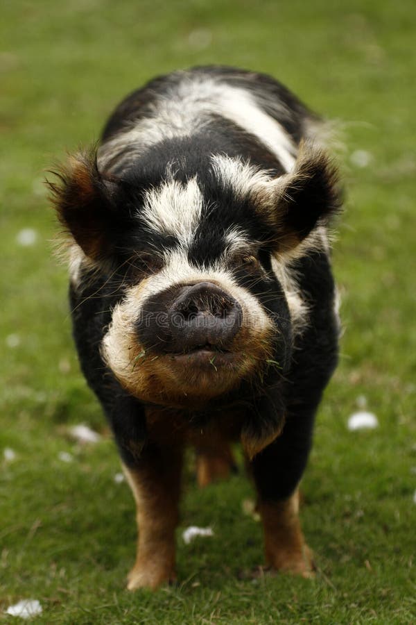 Het Varken Van De Kune Kune Beer Op Een Gebied Stock Foto - Image of ...