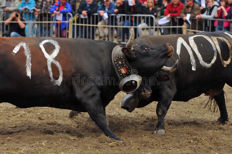 Het Vechten van de koe redactionele fotografie. Image of zwart - 19243522