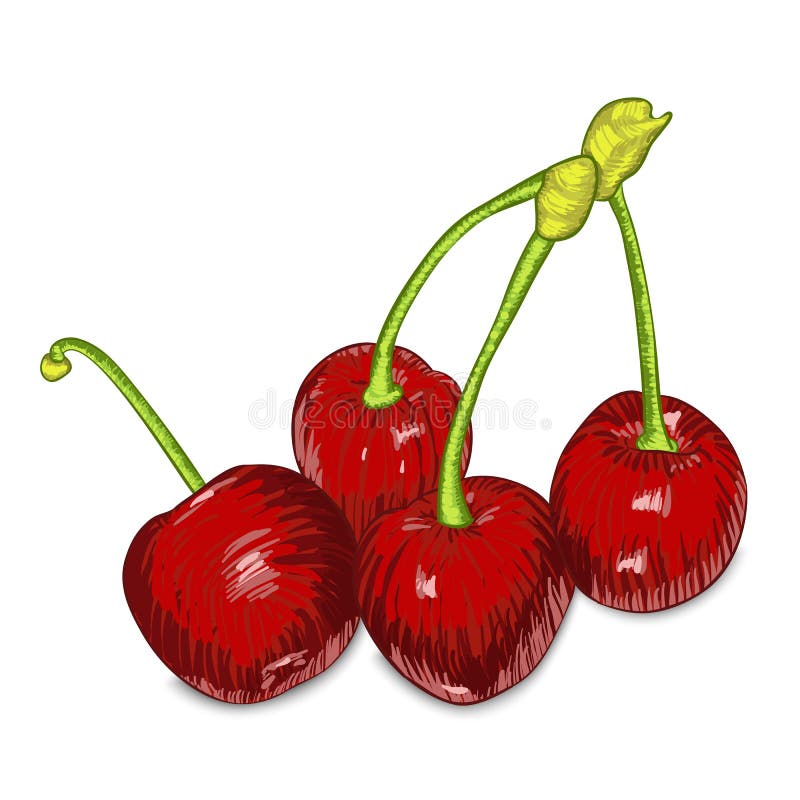 Het Vectorillustratie Digitale Schilderen Van Kers Vector Illustratie ...