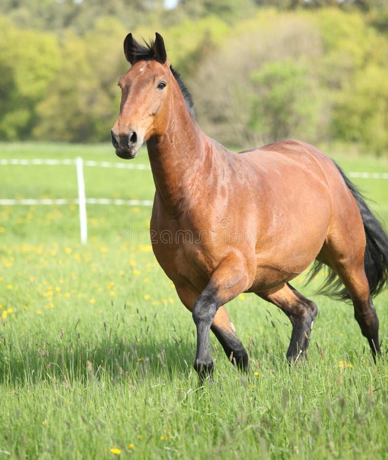Geweldig En Groot Bruin Paard Rent Stock Afbeelding - Image of manen ...