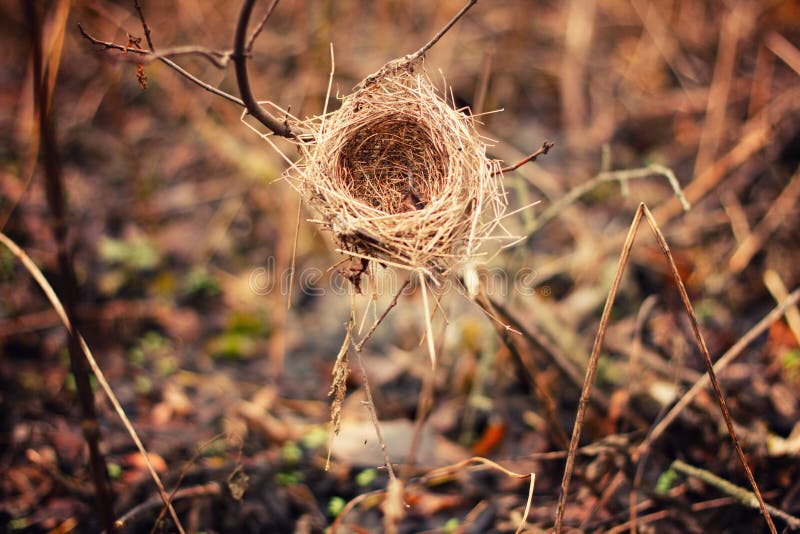 Verlaten nest stock foto. Image of verlaten, nesten, niemand - 30079236