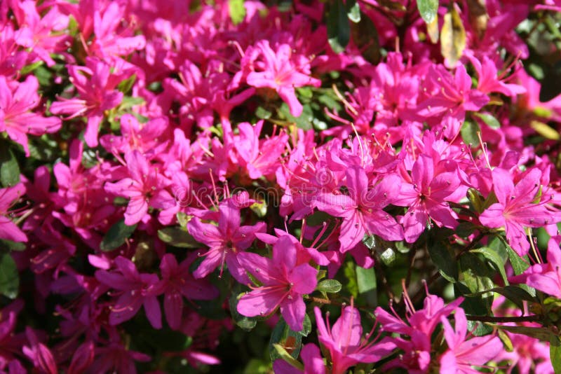 Betoverende Bloei Van Rododendrons, Azalea's Stock Foto - Image of ...