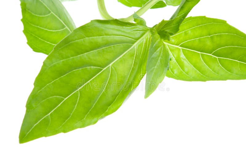 Het Verse Basilicum Isoleert Stock Foto - Image of jong, plantaardig ...