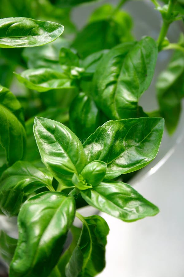 Basilicum - Ocimum Basilicum Stock Foto - Image of aromatisch, groen ...