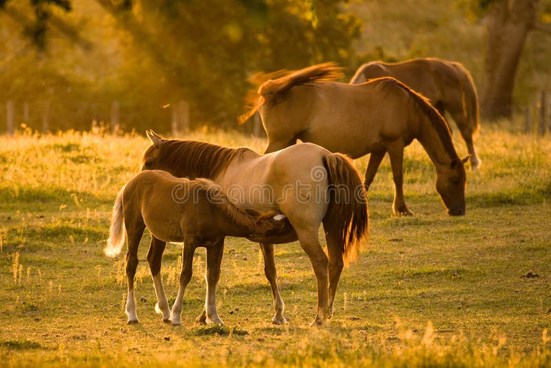 Een Babypaard Voedt Melk Van Zijn Moeder Yilki Paarden in Kayseri ...