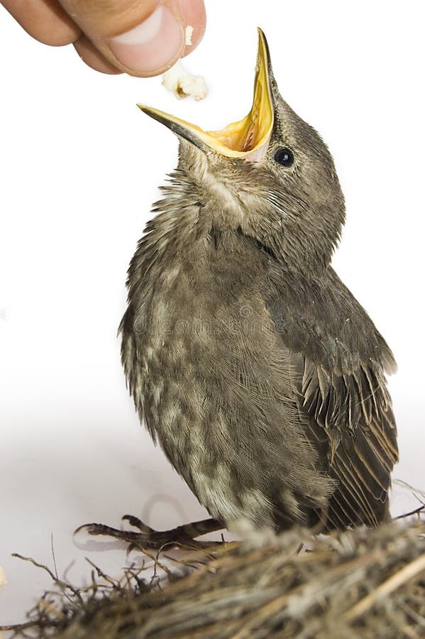 Jonge mus stock afbeelding. Image of hongerig, sterven - 5117507