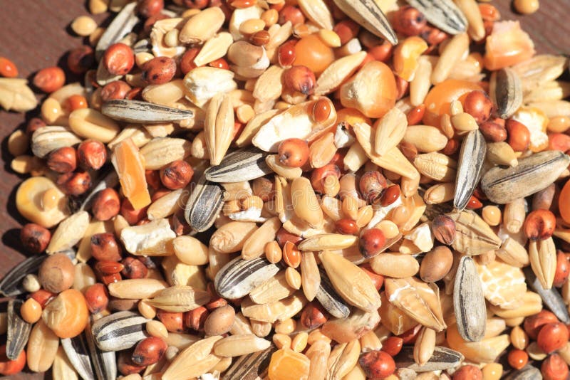 Het voedsel van de hamster stock foto. Image of naughty - 51899944