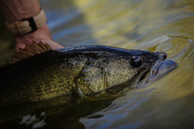 Het Vrijgeven Van Een Grote Largemouth Baars Stock Foto - Image of ...