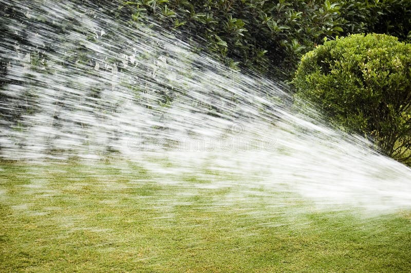 Water de struiken stock afbeelding. Image of daarna, tuin - 808409