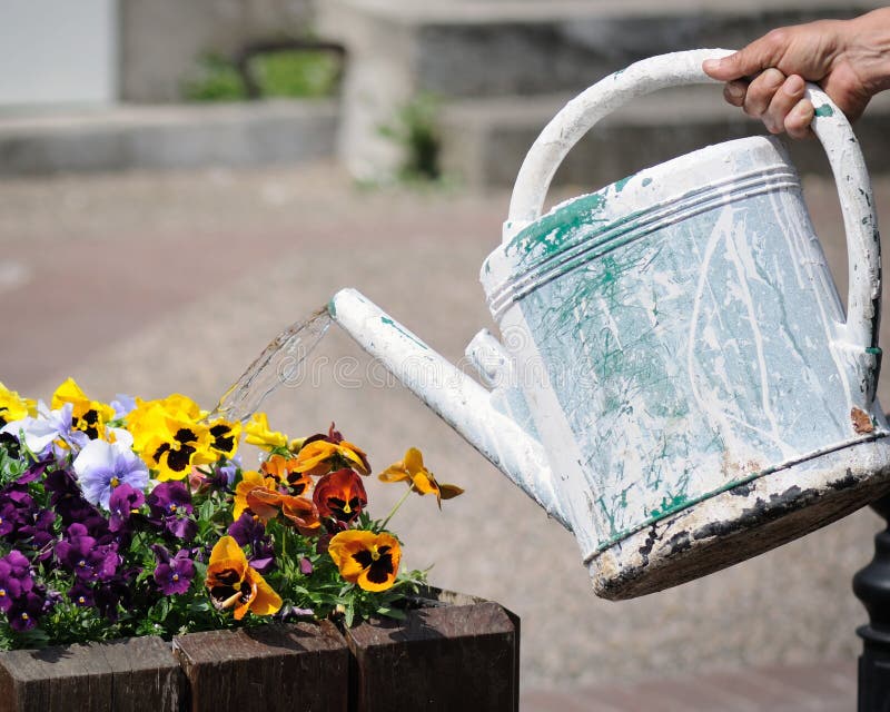 Het Water Geven Van De Bloemen Stock Foto - Image of bloem, installatie ...