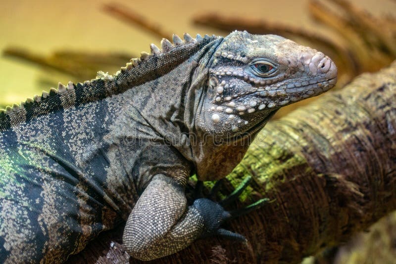 De Waterhagedis in Het Aquarium Zwemt Stock Foto - Image of fauna ...