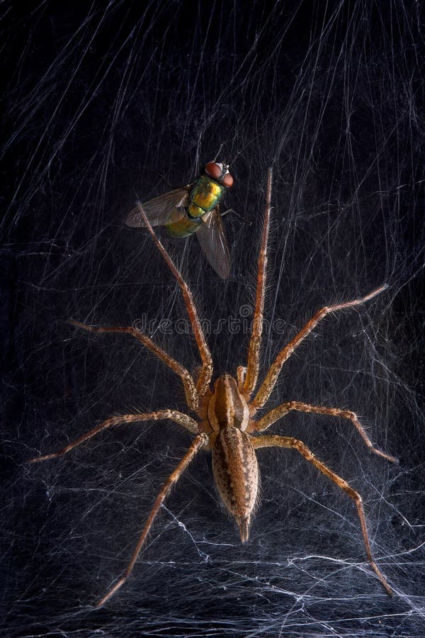Trechterspin en vlieg stock foto. Image of macro, spinachtige - 15668116