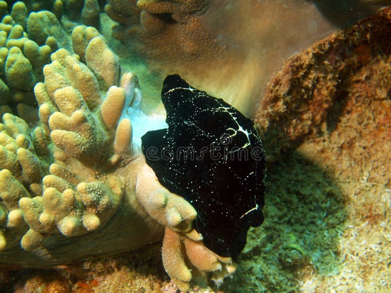 Het Weekdier Van Buikpotigen, Vietnam Stock Afbeelding - Image of ...