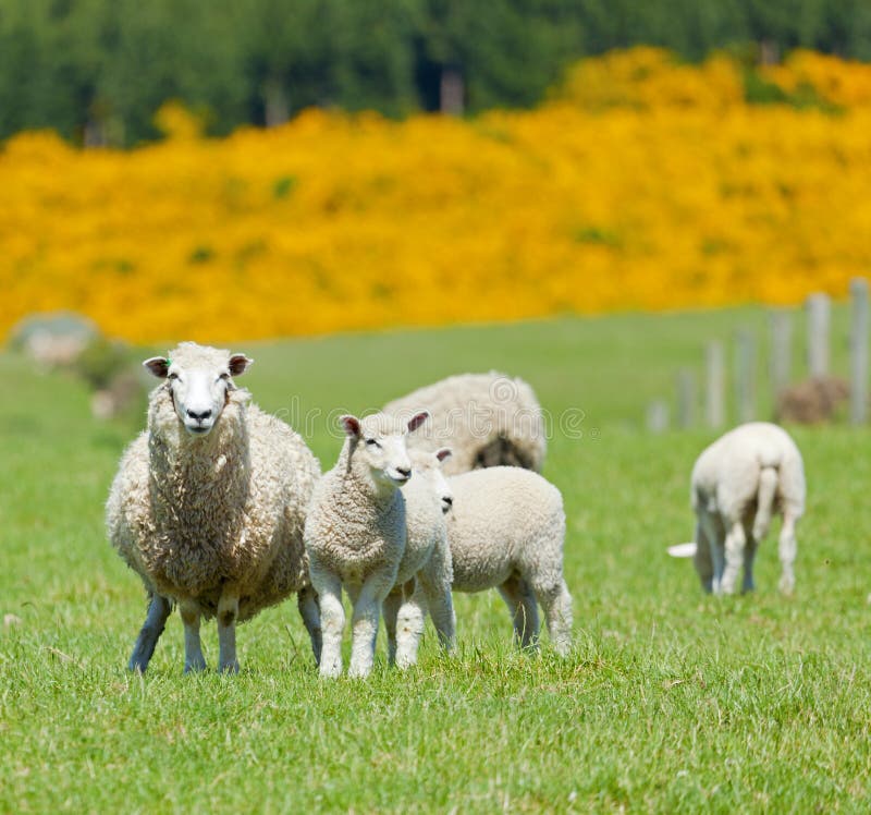 Schapen Grazen Op De Groene Boerderij Verse Zonnig Met Een Warme ...