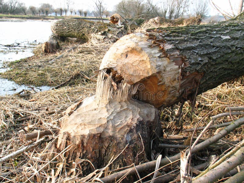 Beverwerk stock afbeelding. Image of vorming, bever, zoogdier - 447379
