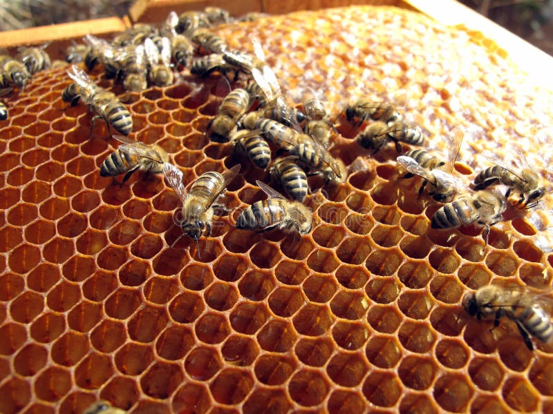 Het Werken van bijen stock afbeelding. Image of achtergronden - 19579189