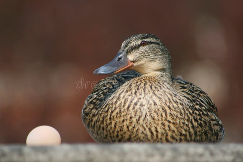 Het Wijfje Van De Eend Met Ei Stock Afbeelding - Image of veer ...