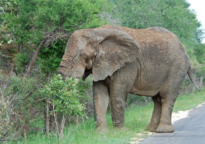 Het Wild: Afrikaanse Olifant Stock Foto - Image of reus, nave: 12331118 Het Wild: Afrikaanse Olifant Stock Foto - Image of reus, nave: 12331118